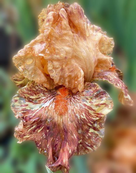 Tall Bearded Iris (TB), C to Ch - Chestnut Acres Iris Garden