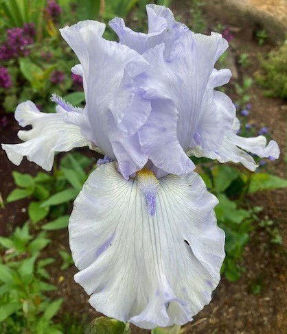 Glacier Point - Chestnut Acres Iris Garden