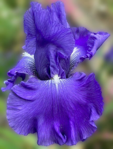 Shipshape - Chestnut Acres Iris Garden