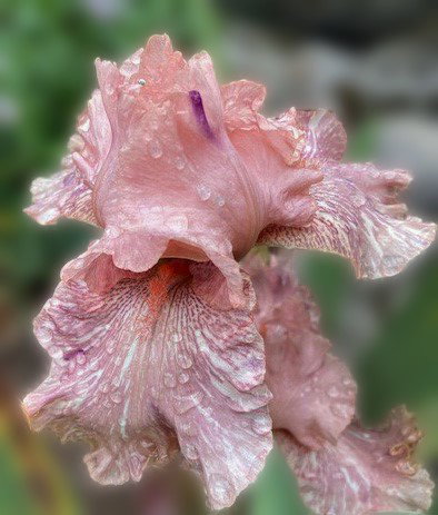 Baboon Bottom - Chestnut Acres Iris Garden