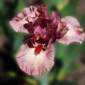 Raspberry Ice - Chestnut Acres Iris Garden