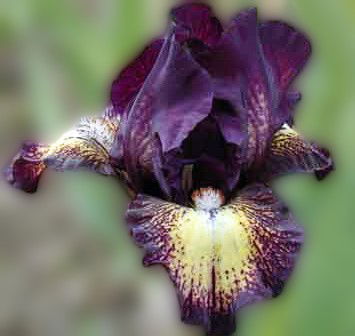 Ruby Eruption - Chestnut Acres Iris Garden