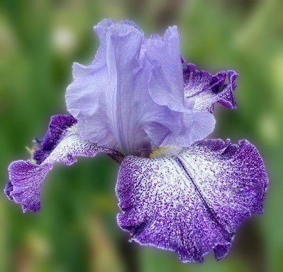 Tall Bearded Iris, Sp - Sz - Chestnut Acres Iris Garden