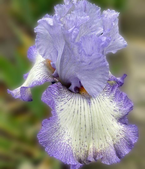 Acoma - Chestnut Acres Iris Garden