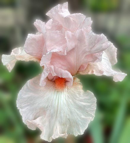 Tall Bearded Iris (TB) A - Chestnut Acres Iris Garden