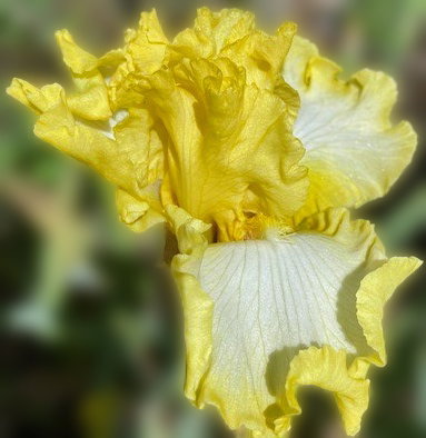 Tall Bearded Iris (TB), B to Bn - Chestnut Acres Iris Garden