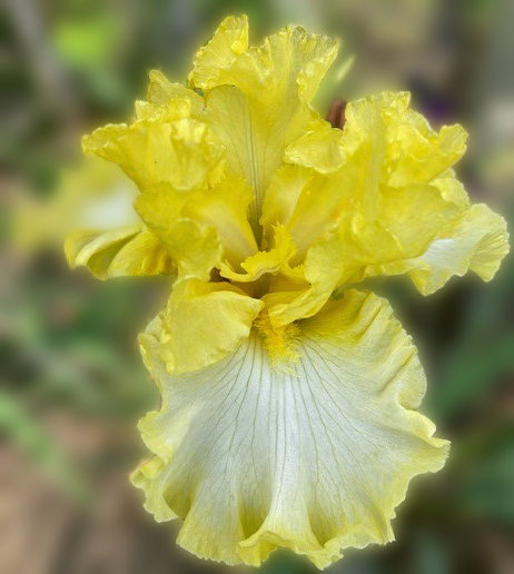 Tall Bearded Iris (TB), B to Bn - Chestnut Acres Iris Garden