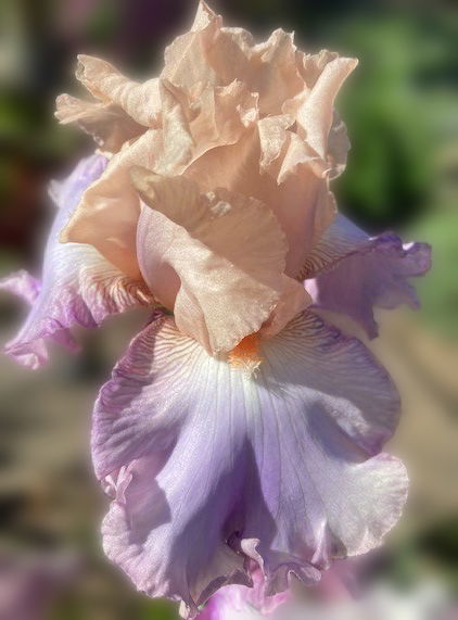 Celebration Song - Chestnut Acres Iris Garden
