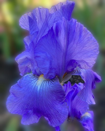 Tall Bearded Iris (TB), C to Ch - Chestnut Acres Iris Garden
