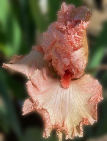 Eye Candy - Chestnut Acres Iris Garden