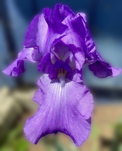 First Violet - Chestnut Acres Iris Garden