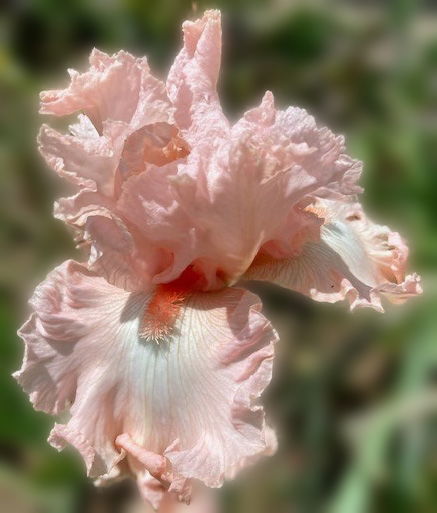 Handsome Devil - Chestnut Acres Iris Garden