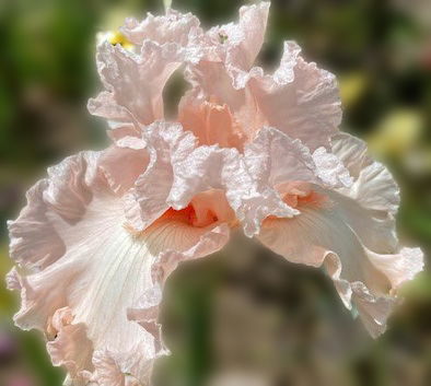 Handsome Devil - Chestnut Acres Iris Garden