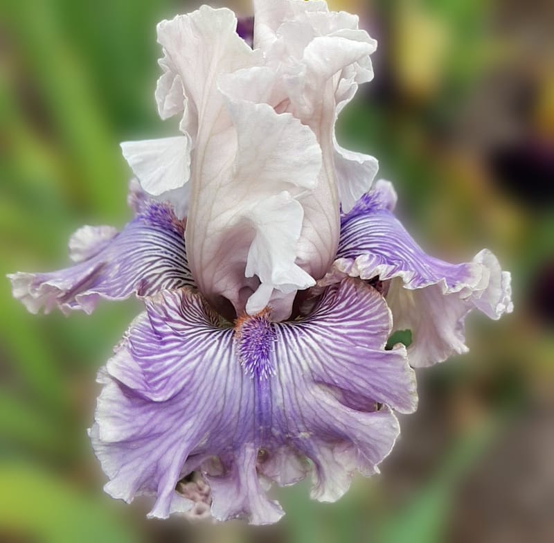 Handsome Devil - Chestnut Acres Iris Garden