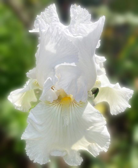 Lacy Snowflake - Chestnut Acres Iris Garden