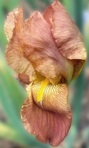 Prairie Sunset - Chestnut Acres Iris Garden