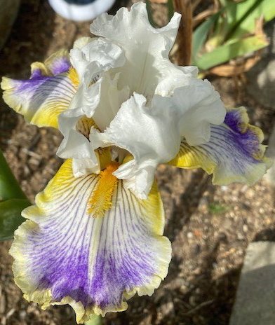Wild Angel - Chestnut Acres Iris Garden