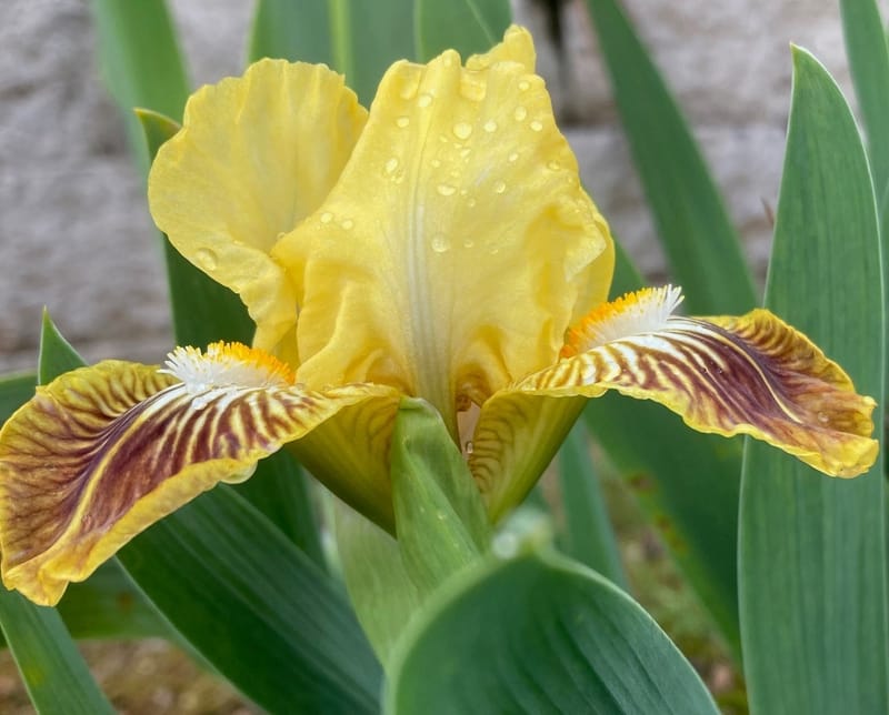 Standard Dwarf Bearded Irises (SDB), A - L - Chestnut Acres Iris Garden