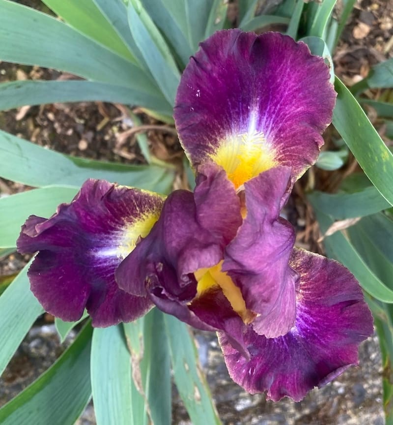 Intermediate Bearded Iris (IB), L - Z - Chestnut Acres Iris Garden