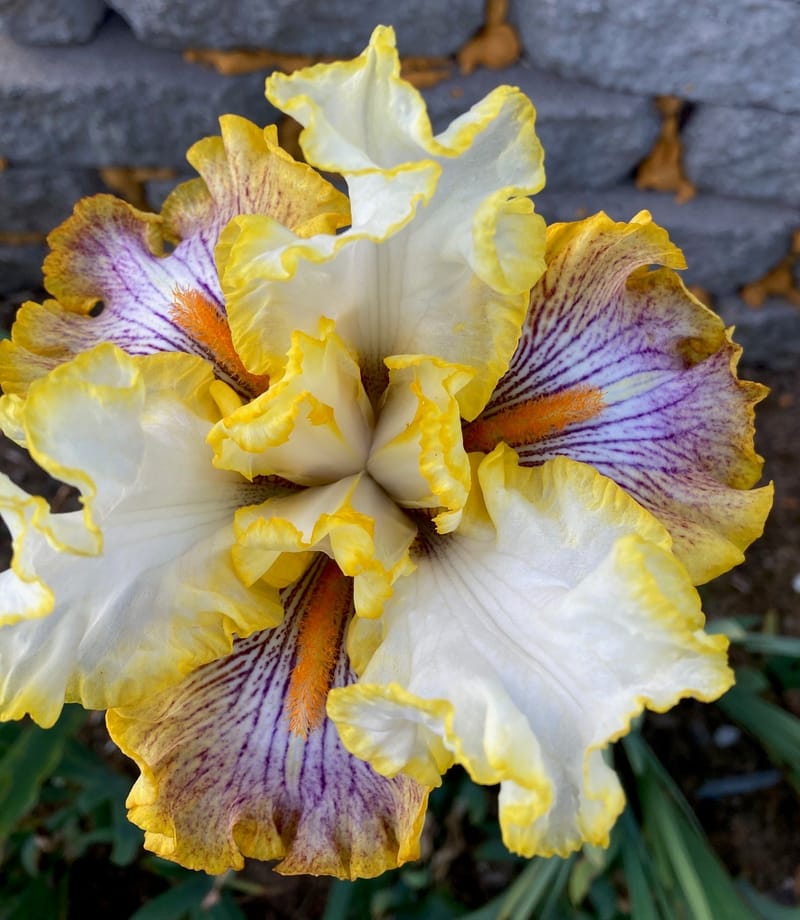 Boundary Lines - Chestnut Acres Iris Garden