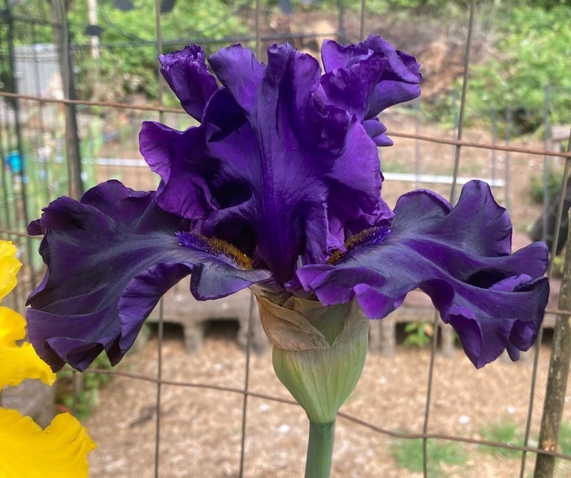 Tall Bearded Iris (TB) A - Chestnut Acres Iris Garden