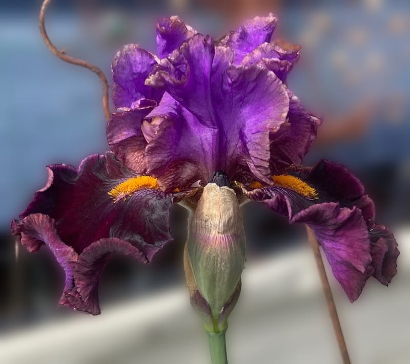Tall Bearded Iris (TB), C to Ch - Chestnut Acres Iris Garden