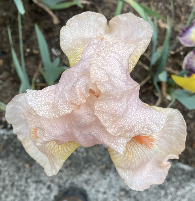 Tall Bearded Iris (TB), C to Ch - Chestnut Acres Iris Garden