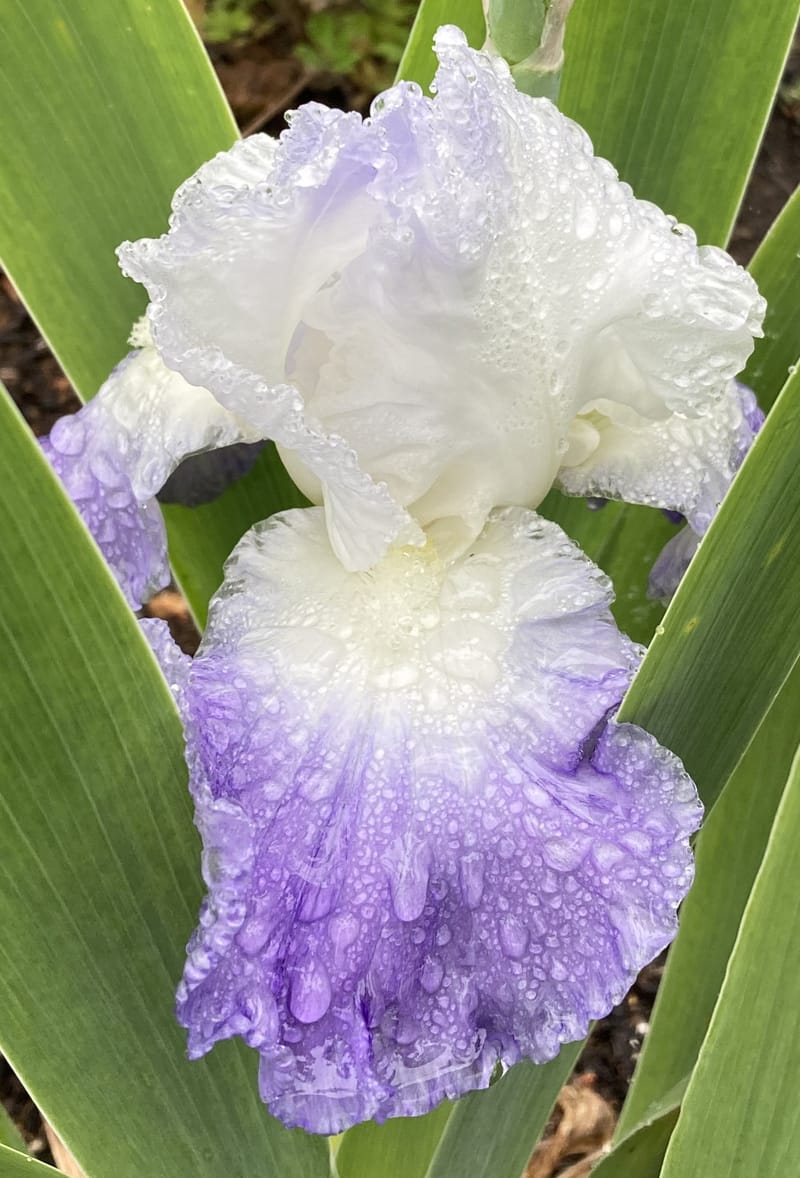 Class Ring - Chestnut Acres Iris Garden