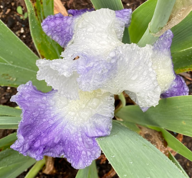 Class Ring - Chestnut Acres Iris Garden