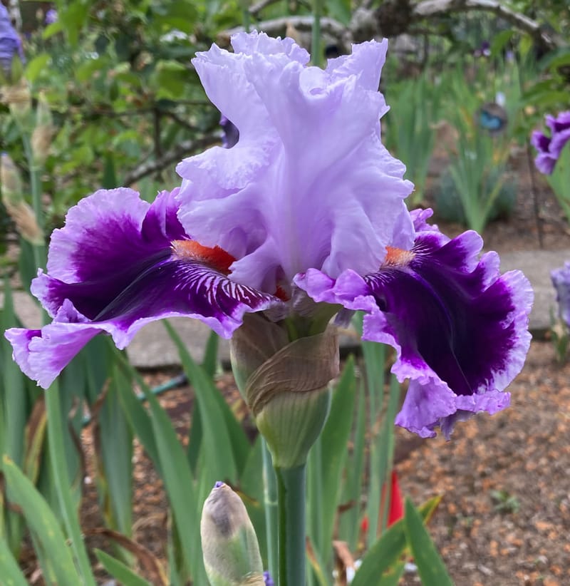 Tall Bearded Iris, D - Chestnut Acres Iris Garden