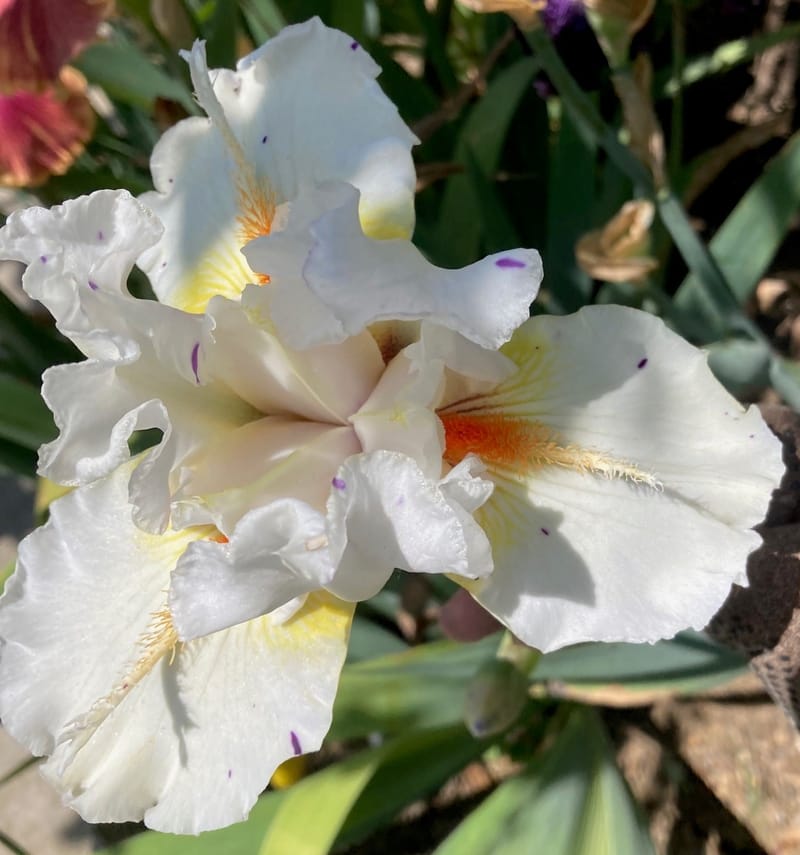 Don't Doubt Dalton - Chestnut Acres Iris Garden