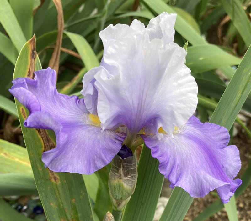 Border Control - Chestnut Acres Iris Garden