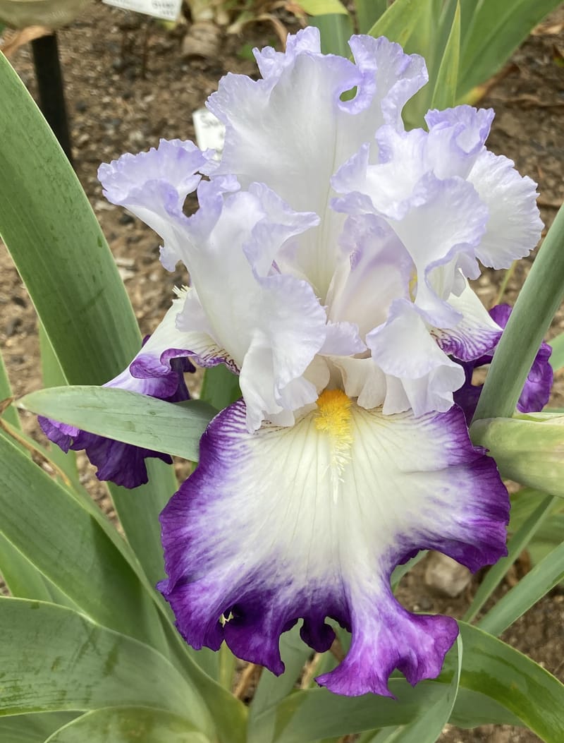 Center Ice - Chestnut Acres Iris Garden