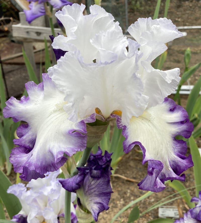 Tall Bearded Iris (TB), C to Ch - Chestnut Acres Iris Garden