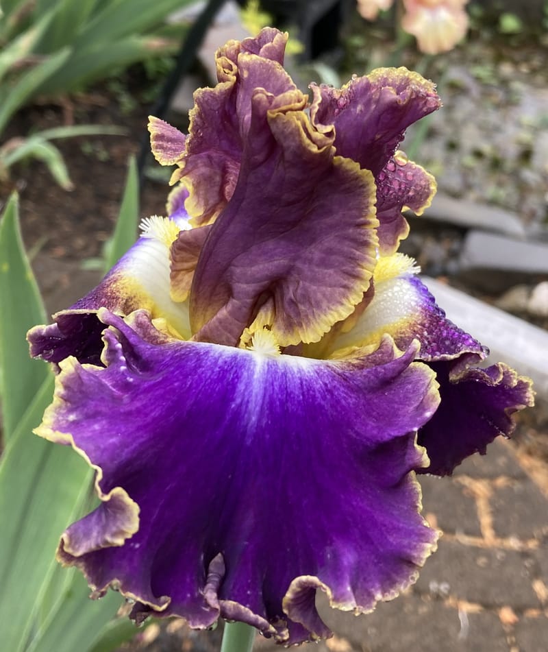 Fancy Ideas - Chestnut Acres Iris Garden