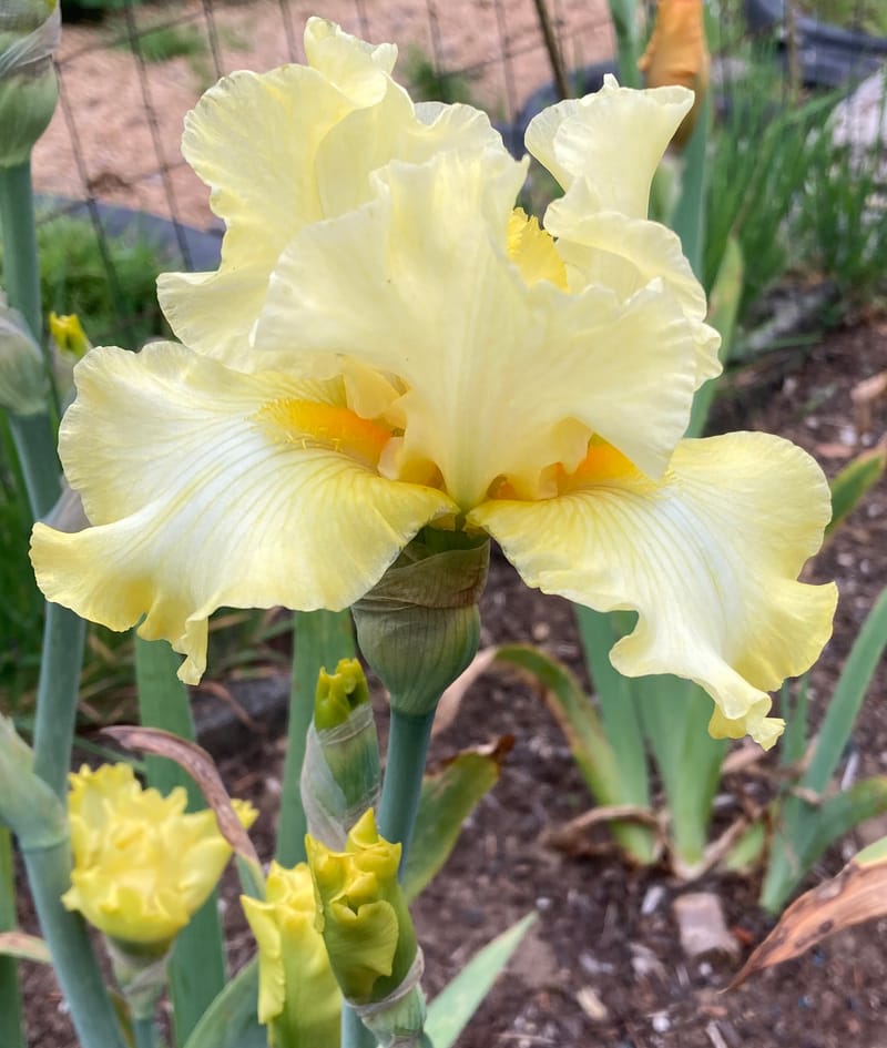 Lemon Up - Chestnut Acres Iris Garden