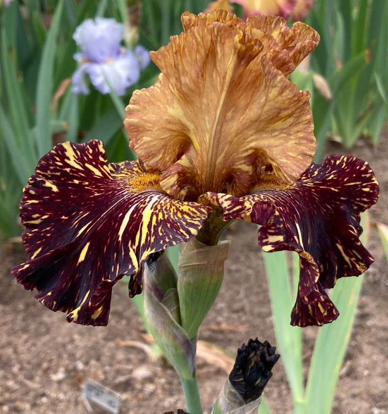 Tall Bearded Iris, Sp - Sz - Chestnut Acres Iris Garden