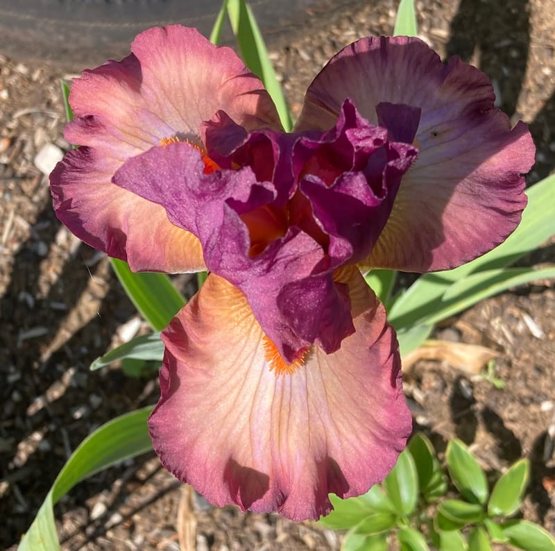 Border Bearded Iris (BB) - Chestnut Acres Iris Garden