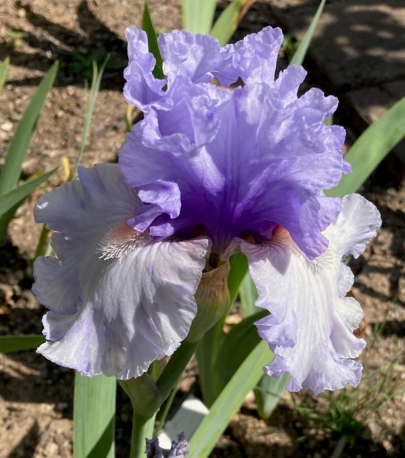 Tall Bearded Iris (TB) A - Chestnut Acres Iris Garden