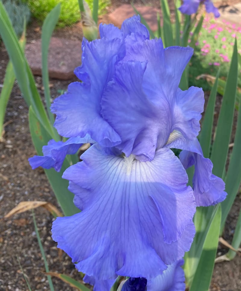 Charmed Circle - Chestnut Acres Iris Garden