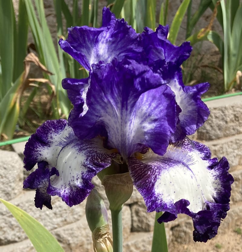 Tall Bearded Iris (TB), C to Ch - Chestnut Acres Iris Garden