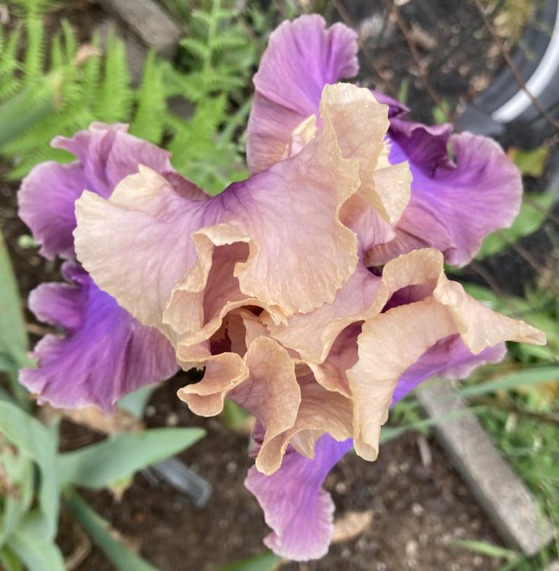 Tall Bearded Iris (TB), C to Ch - Chestnut Acres Iris Garden