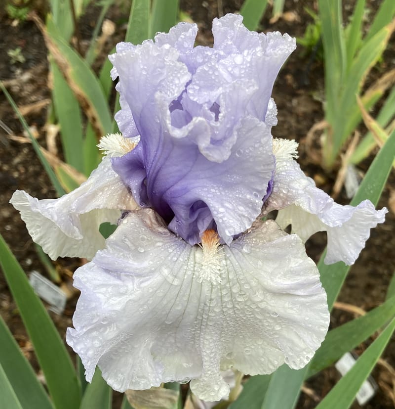 Fogbound - Chestnut Acres Iris Garden