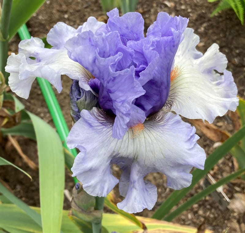 Tall Bearded Iris, D - Chestnut Acres Iris Garden