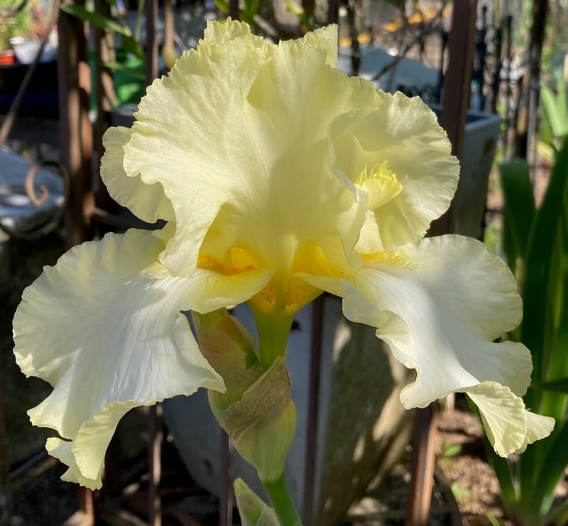 Italian Ice - Chestnut Acres Iris Garden