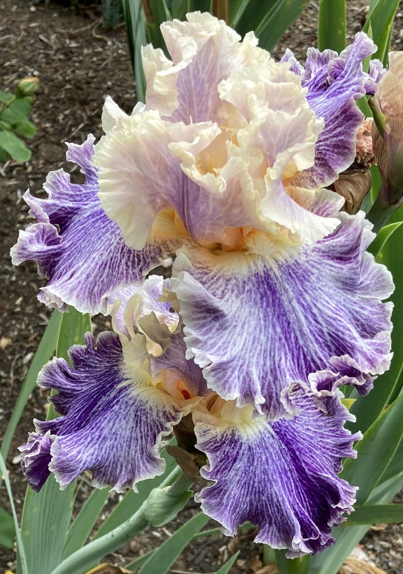 Ocean Liner - Chestnut Acres Iris Garden