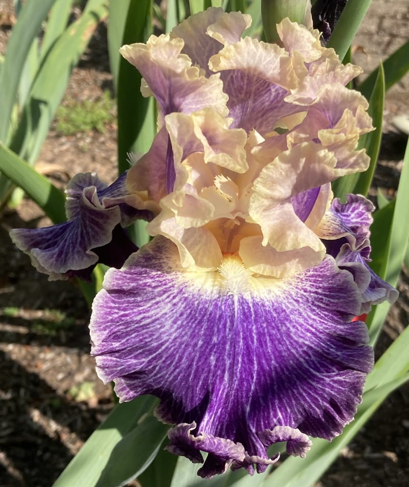 Ocean Liner - Chestnut Acres Iris Garden