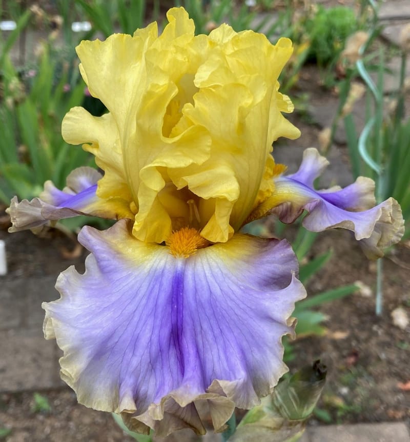 Tall Bearded Iris (TB), B to Bn - Chestnut Acres Iris Garden
