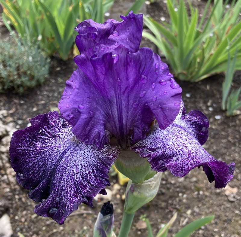 Celestial Explosion - Chestnut Acres Iris Garden