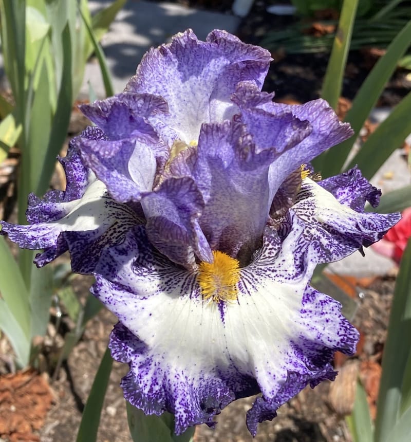Central Intelligence - Chestnut Acres Iris Garden